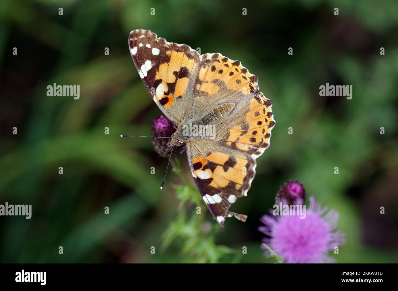 Close-up, painted lady (Vanessa cardui), the thistle butterfly has ...