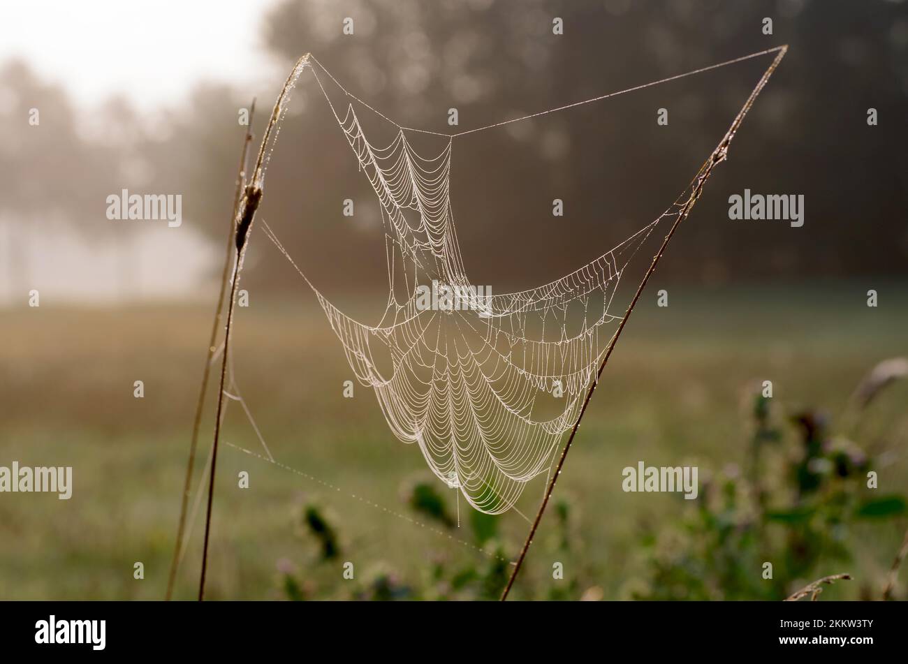 Landscape, spider's web, a spider's web in autumn Stock Photo - Alamy