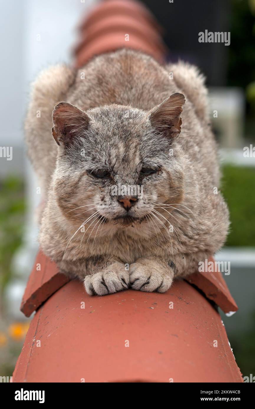 Ridge tiles hi-res stock photography and images - Alamy