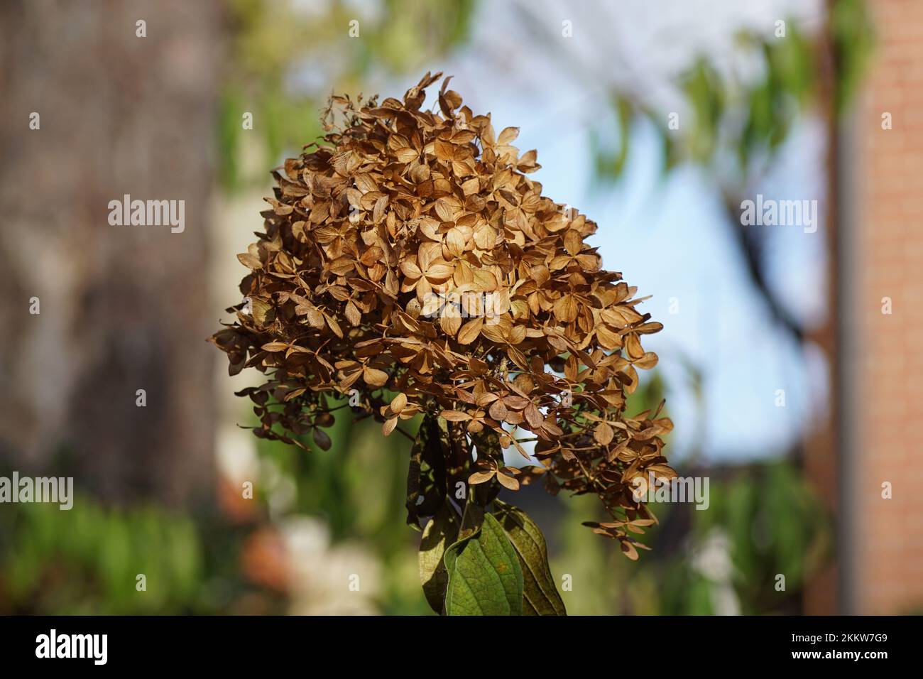 Close up withered flowers flowers of Hydrangea (Hydrangea paniculata limelight) in autumn ...