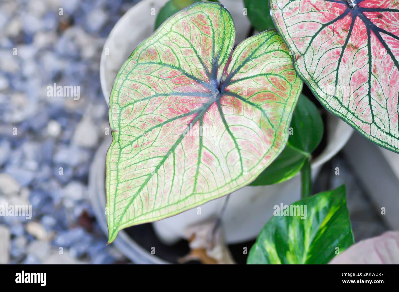 Caladium, Caladium Bicolor Vent or Caladium bicolor or pink caladium ...