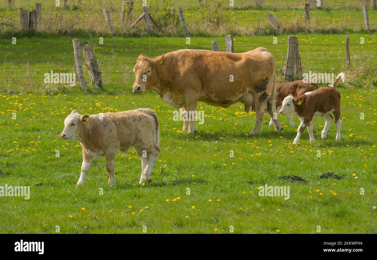 Pasture, cows, calves, Schleswig-Holstein, Germany, Europe Stock Photo ...