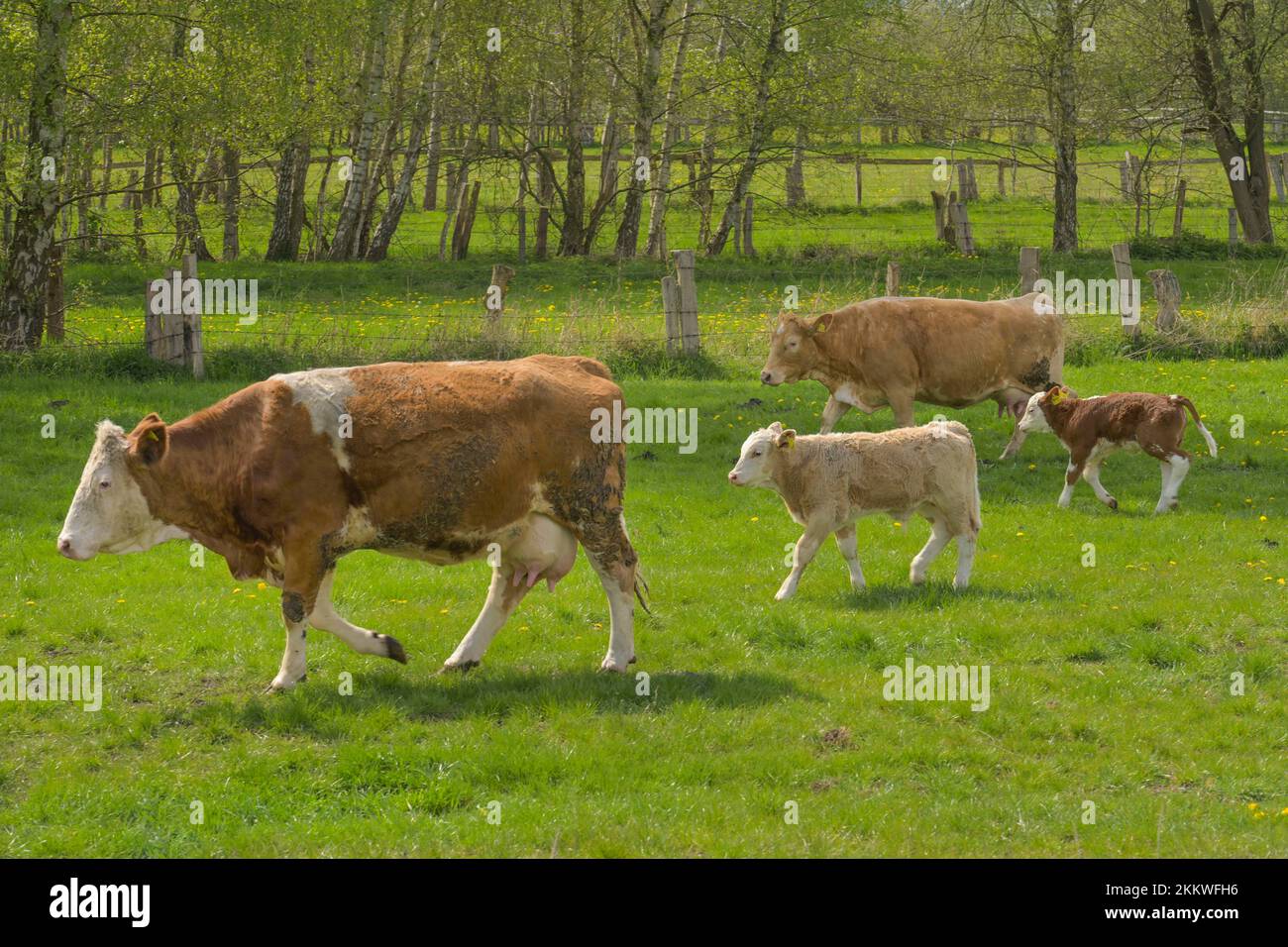 Pasture, cows, calves, Schleswig-Holstein, Germany, Europe Stock Photo ...