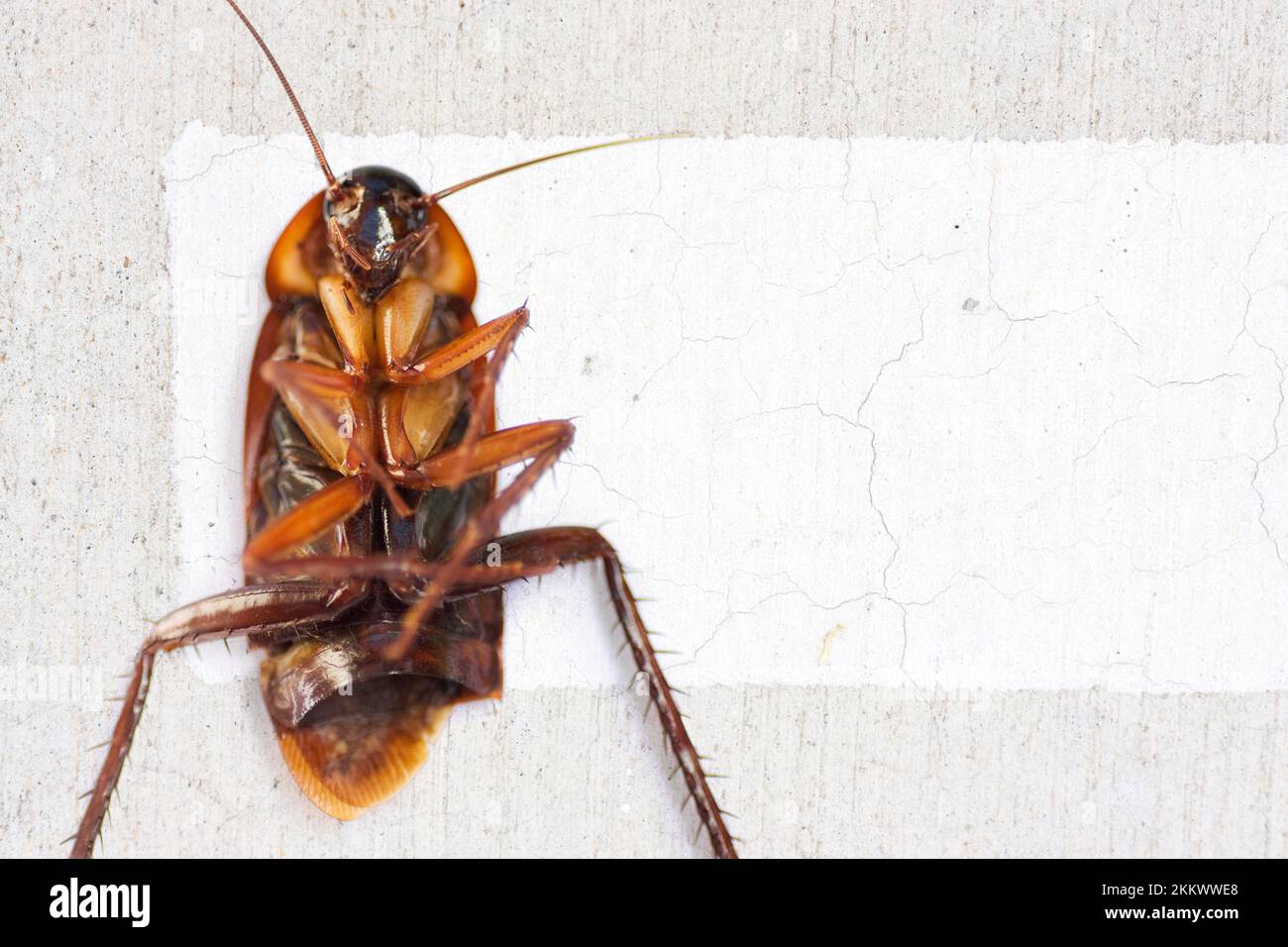 Infested with roaches hi-res stock photography and images - Alamy