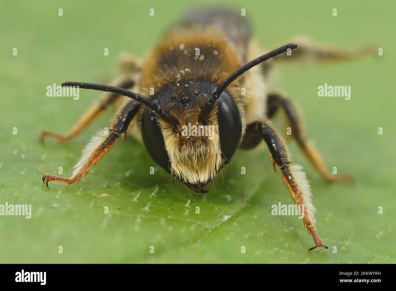 Mud bee hi-res stock photography and images - Alamy