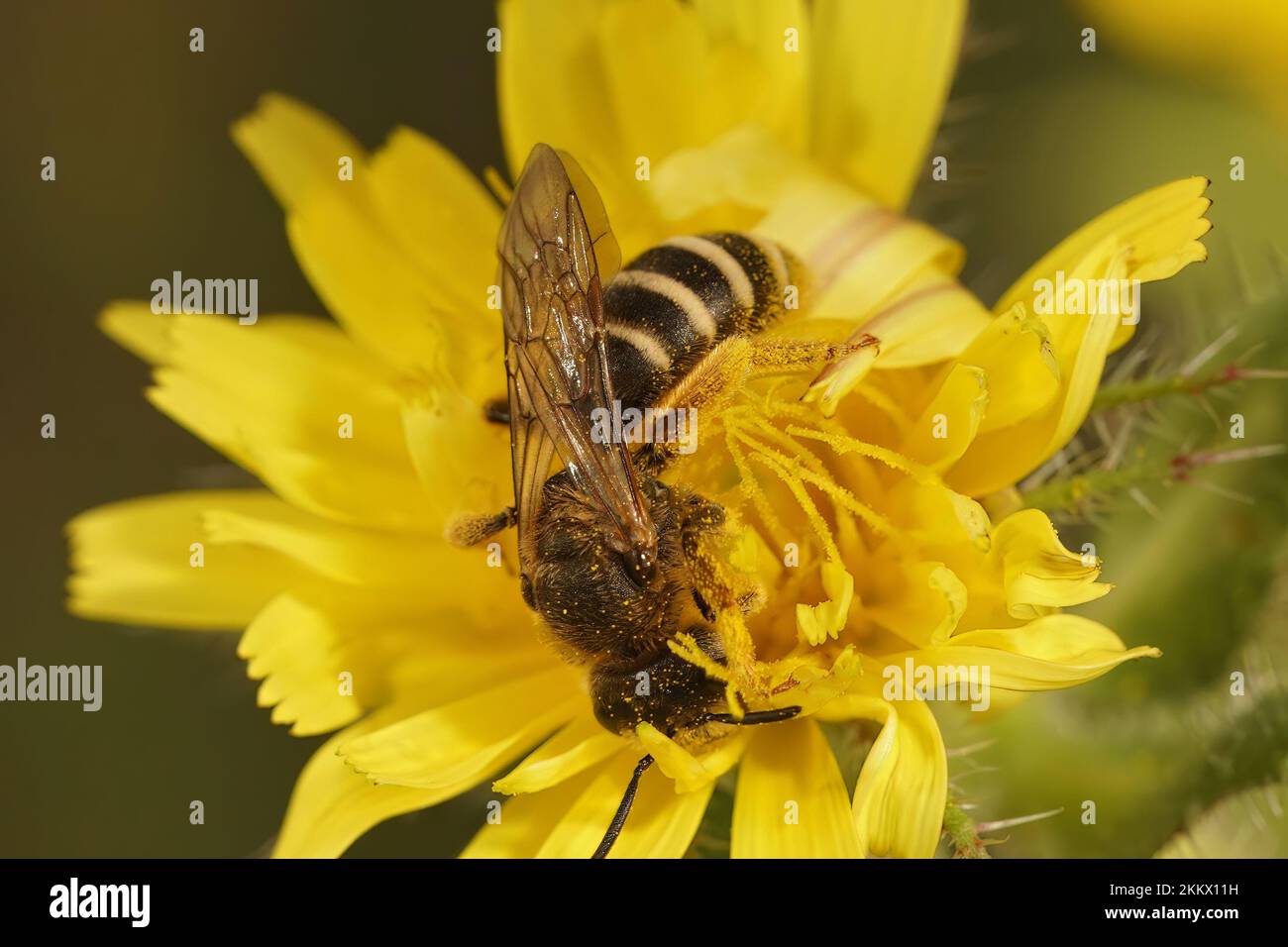 Closeup on a female end banded furrow bee, Halictus , collecting pollen ...