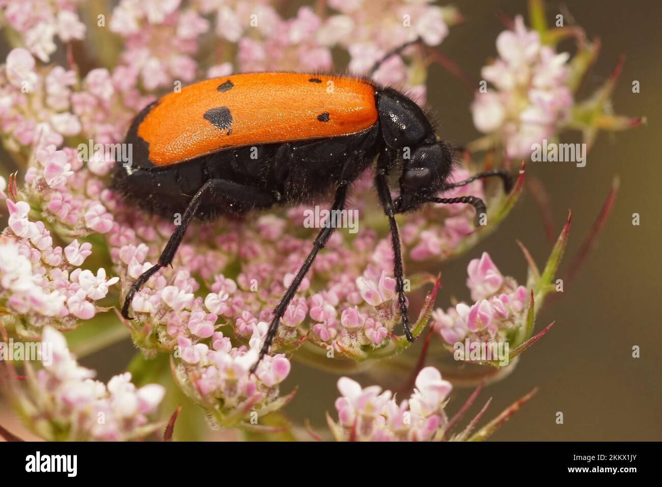 Natural closeup on a colorful mediterranean blister beetle, Mylabris ...