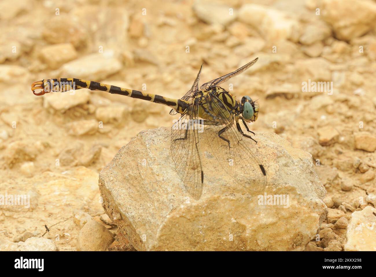 Closeup on a male the small pincertail or green-eyed hook-tailed ...
