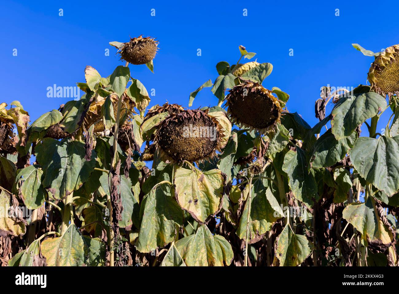 Sunflower field with faded flowers in late summer, autumn field with ...