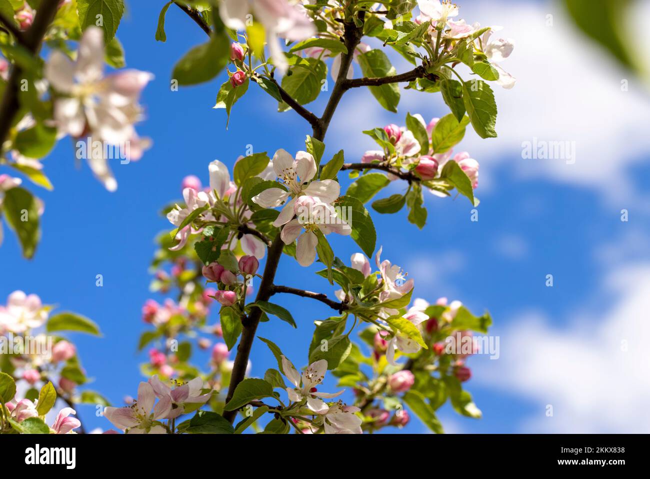 A beautiful blooming apple tree in a spring orchard, white and red ...