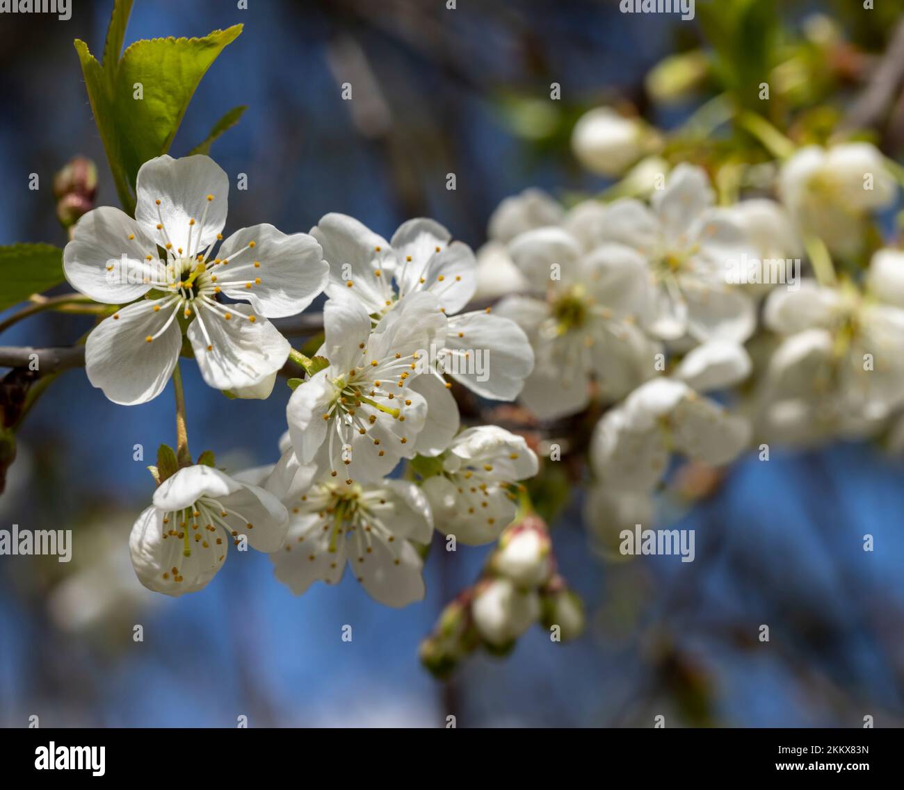 apple fruit trees blooming in the spring season, beautiful large apple ...