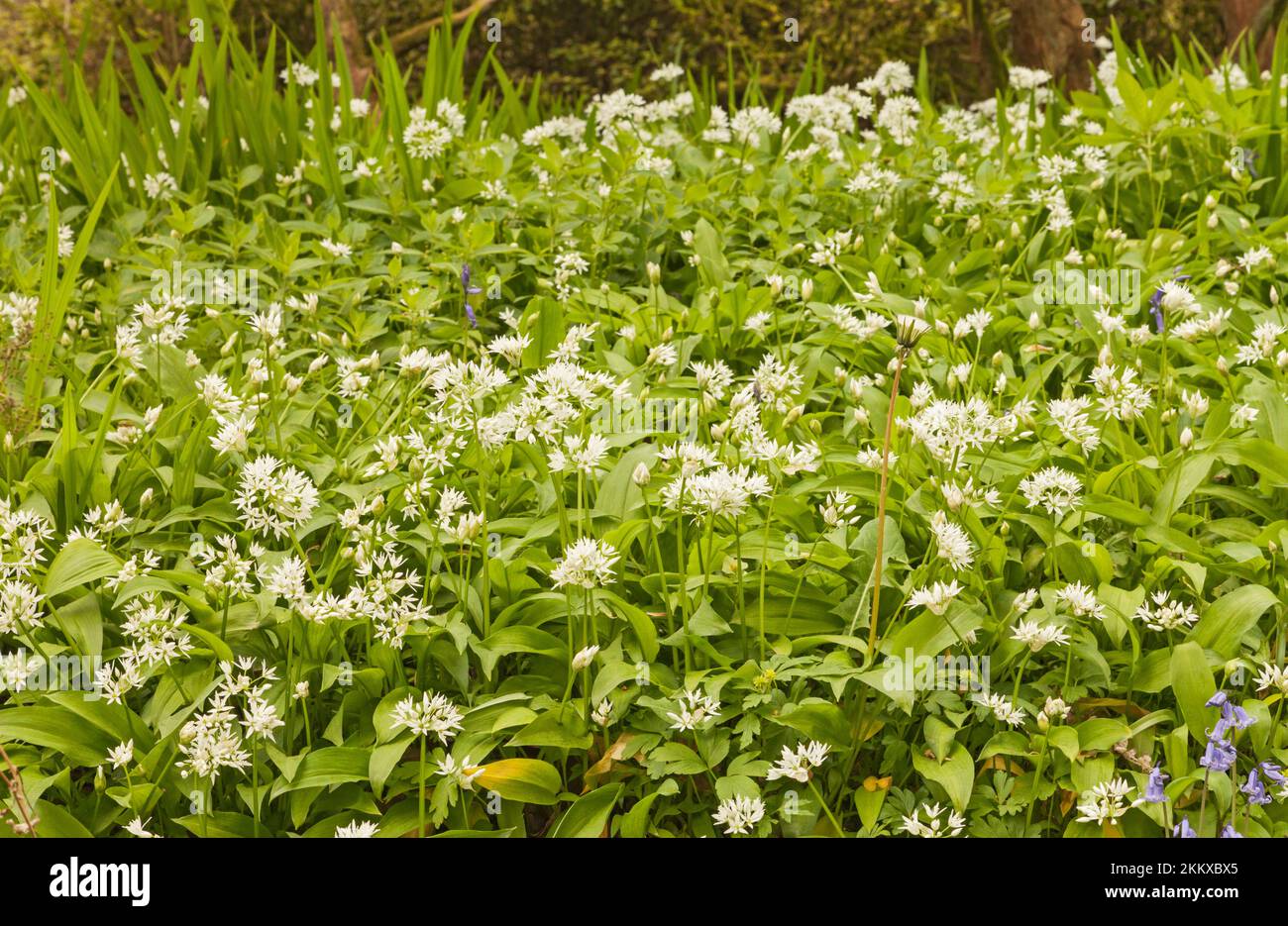 Ramsons, Allium ursinum Stock Photo - Alamy