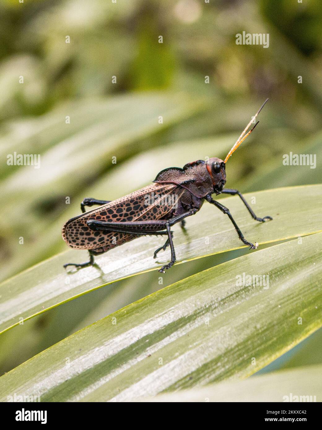 A vertical shot of a cricket bug sitting on a green plant leaf in the ...