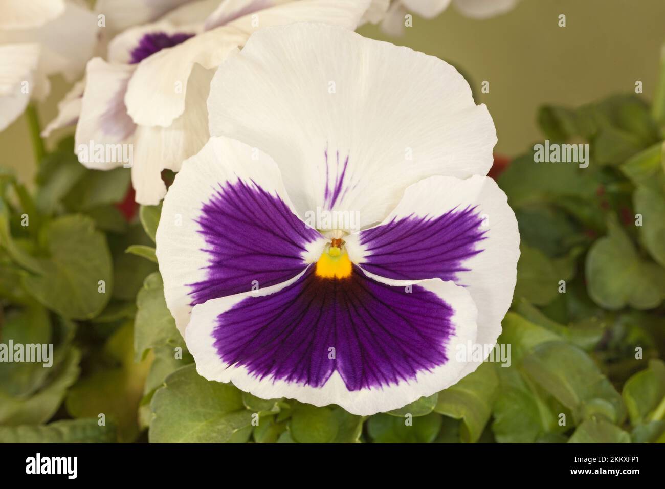 Annual pansy hi-res stock photography and images - Alamy