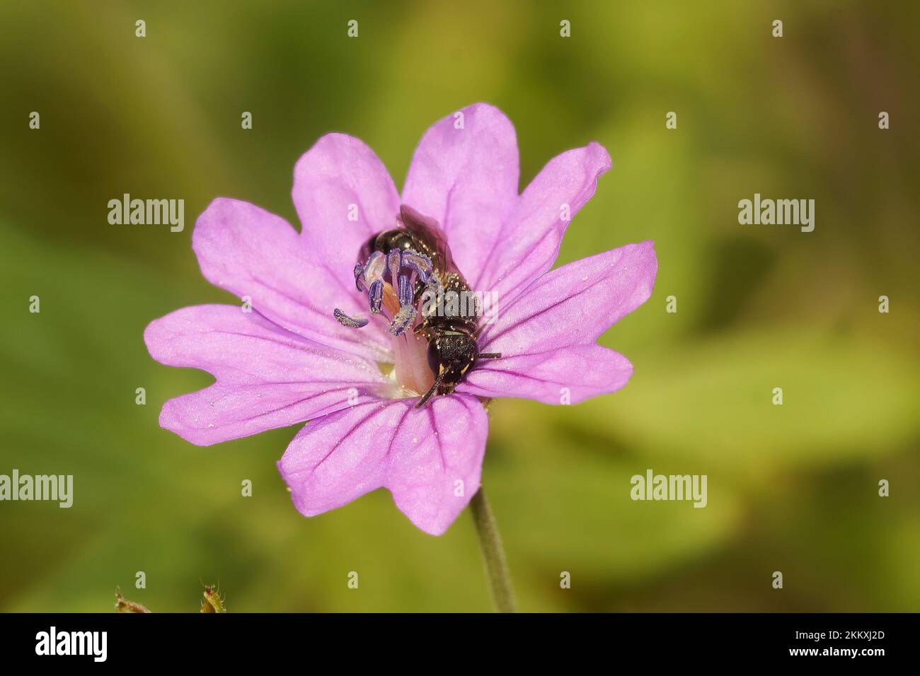 Colorful closeup on a small Yellow masked solitary bee, Hylaeus, in a ...