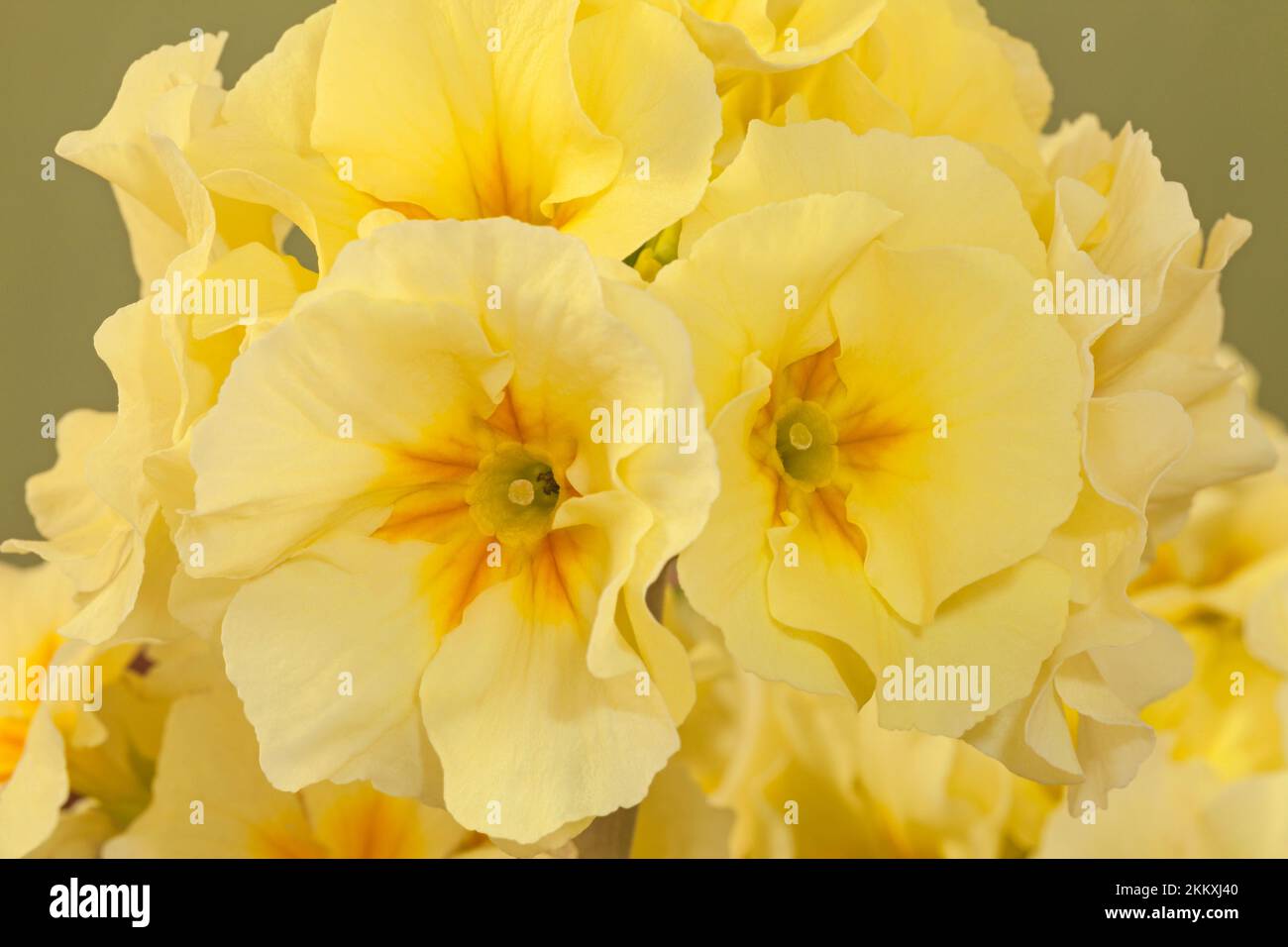 Primula showstopper hi-res stock photography and images - Alamy