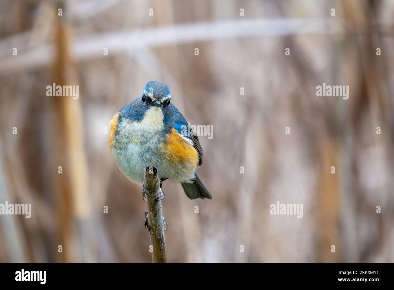 Himalayan robin hi-res stock photography and images - Alamy