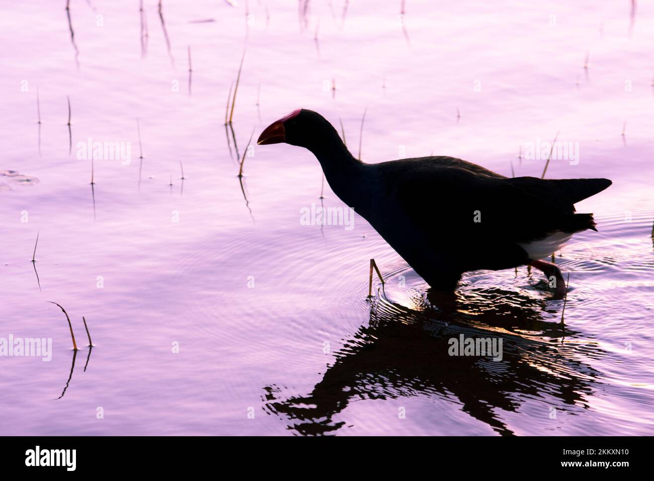 Silhouette of coot bird wading in the shallows waters of a tranquil ...