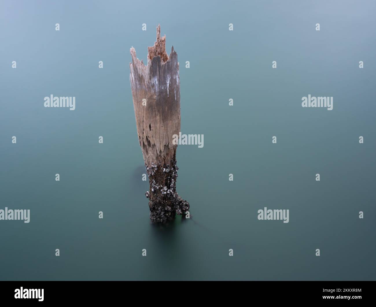 Upright wooden poles left to rot in the sea. Long exposure gives silky ...