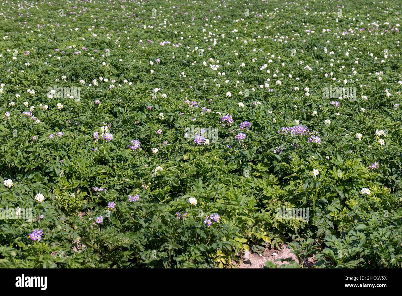 Green potato bushes in the field, growing potatoes in the field in the ...