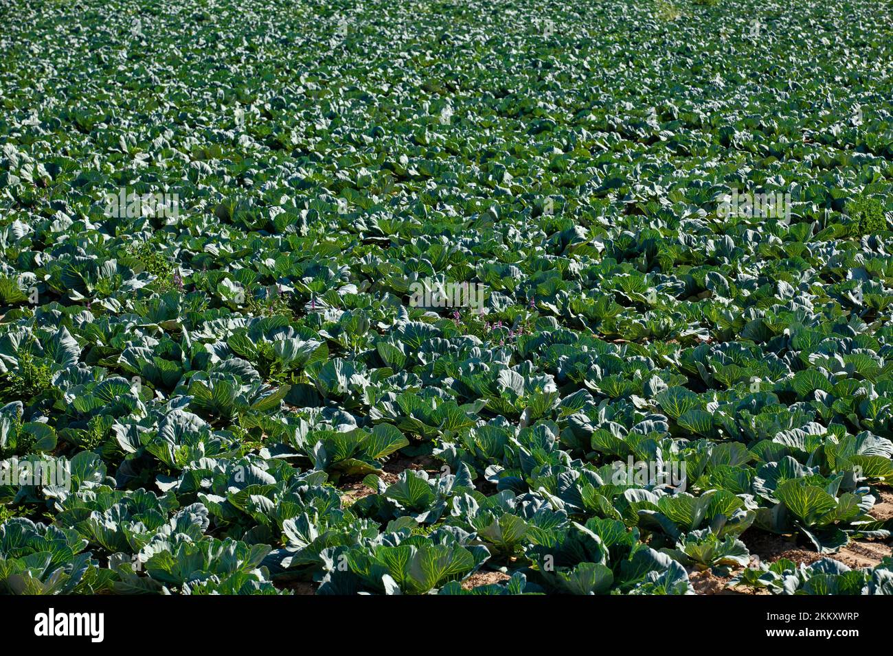 An agricultural field where white cabbage is grown, a field with ...