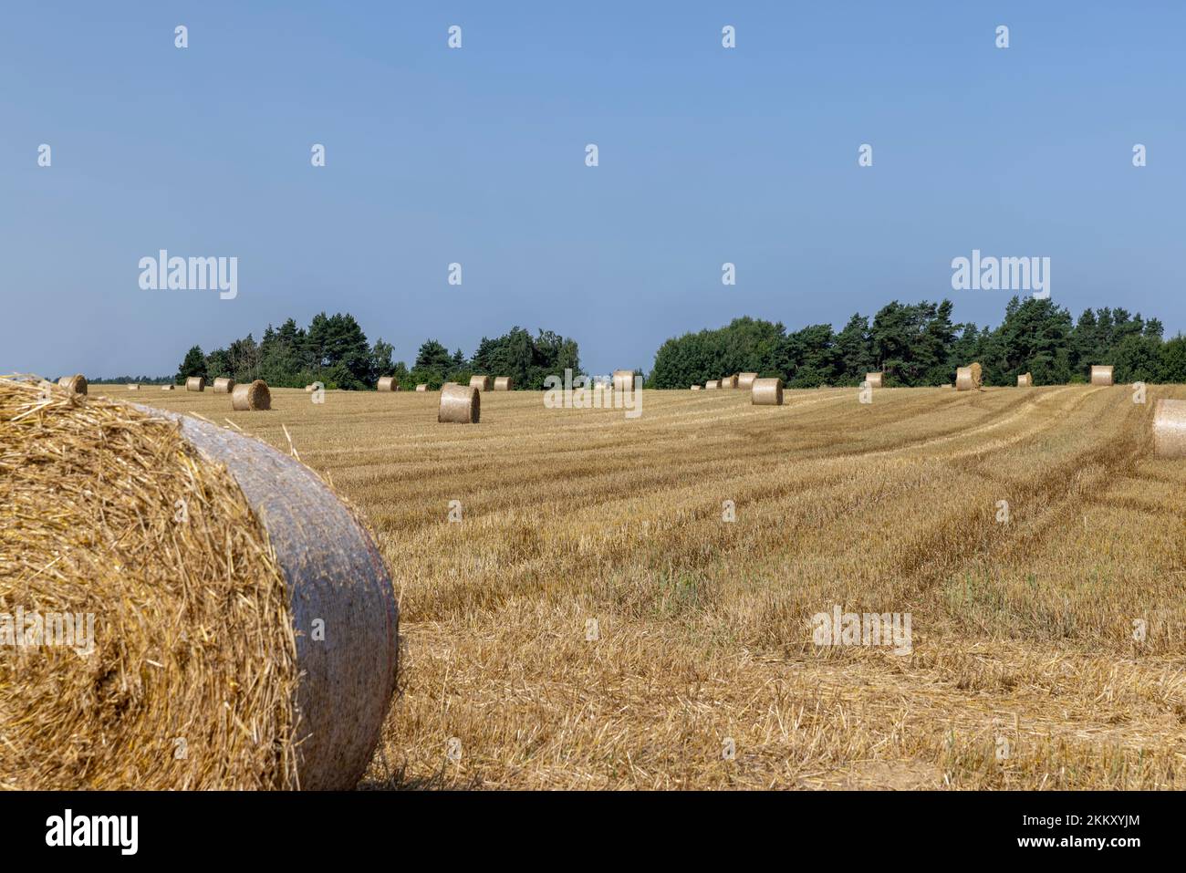 Agricultural field with harvested wheat and straw in stacks, twisted ...