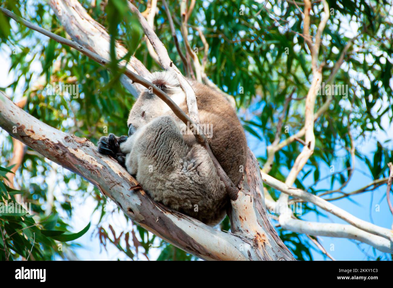Wild Koala - Kangaroo Island Stock Photo - Alamy