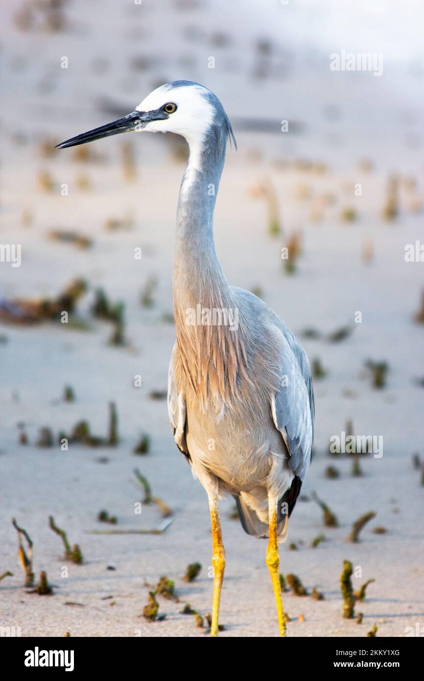 Coastal vegetated habitat hi-res stock photography and images - Alamy