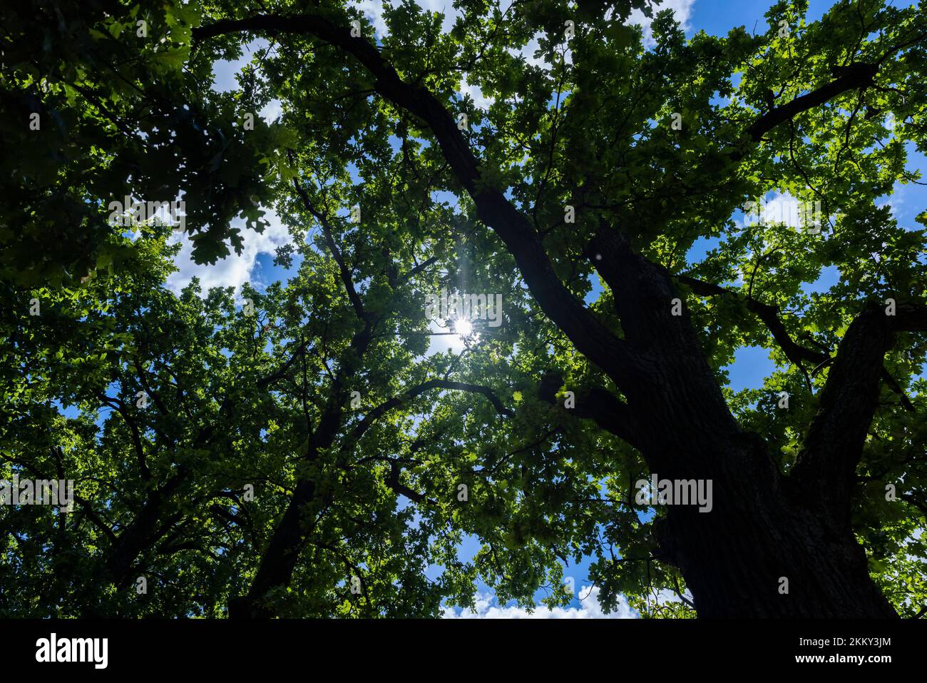 Trees growing in the forest in the summer, tall deciduous trees are ...
