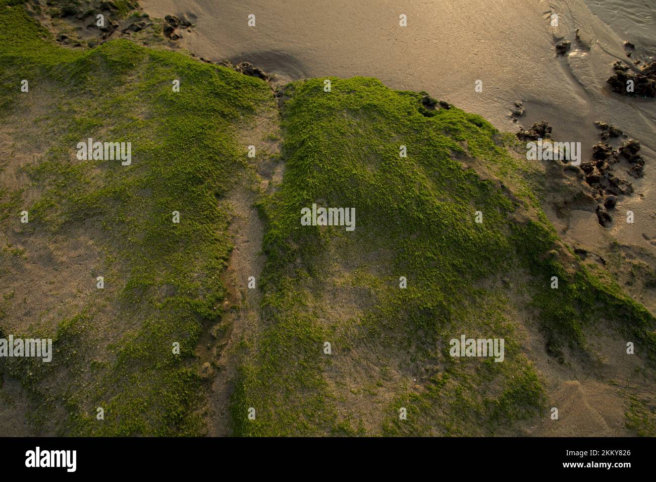 Mossy green coastal beach hi-res stock photography and images - Alamy