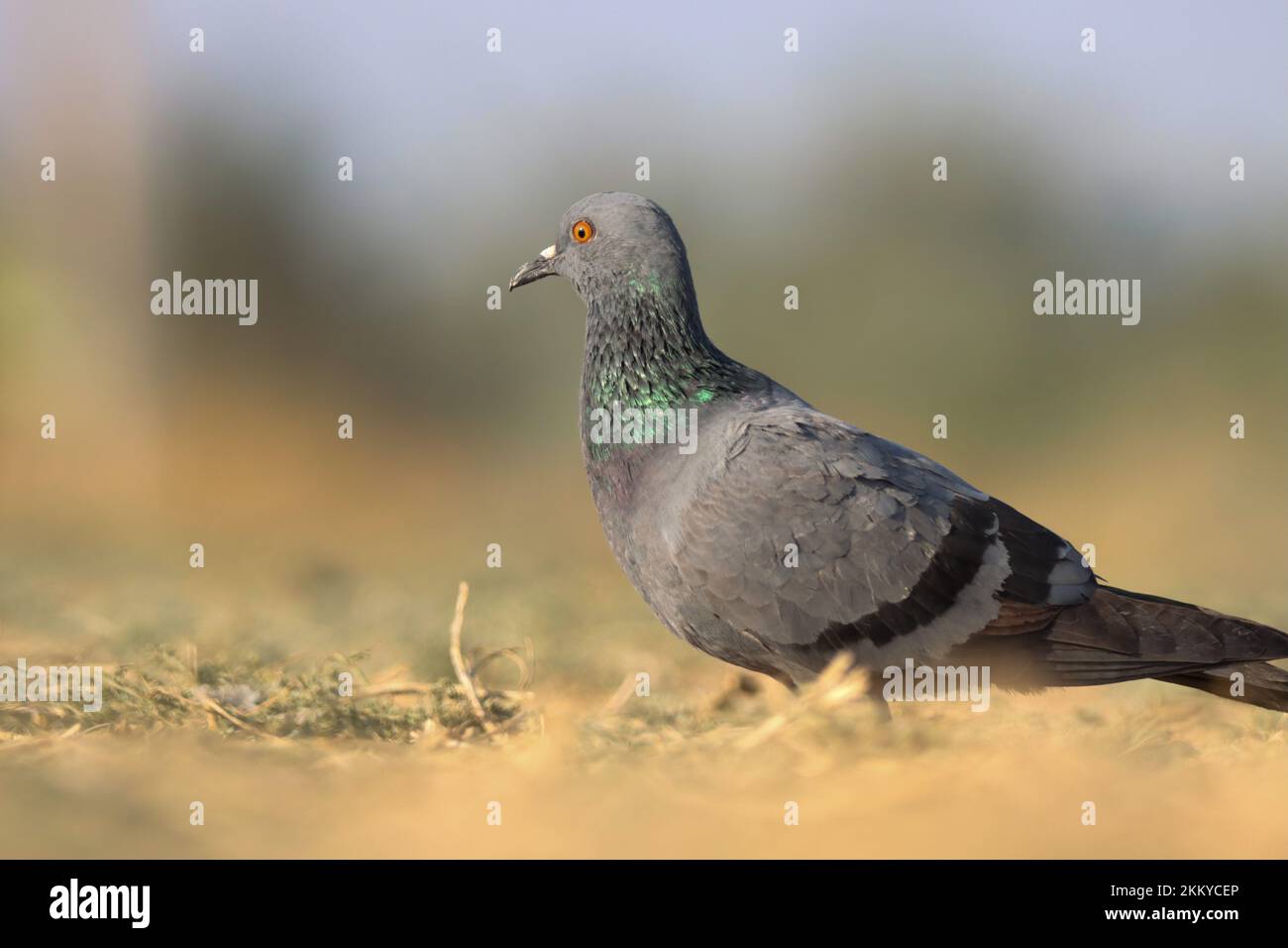 Common rock pigeon hi-res stock photography and images - Alamy