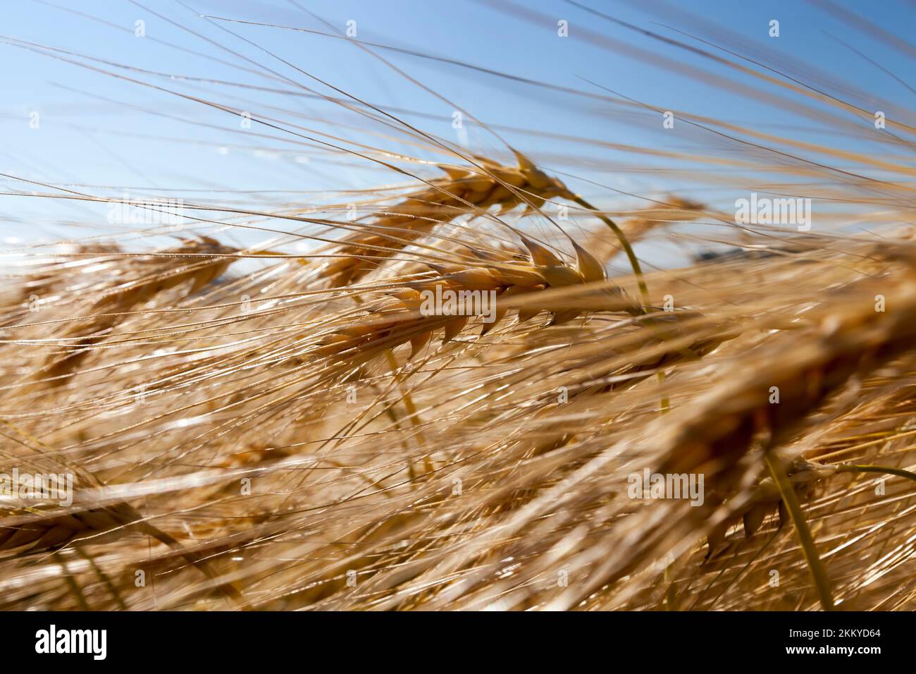 golden rye in an agricultural field in the summer, farming for growing ...