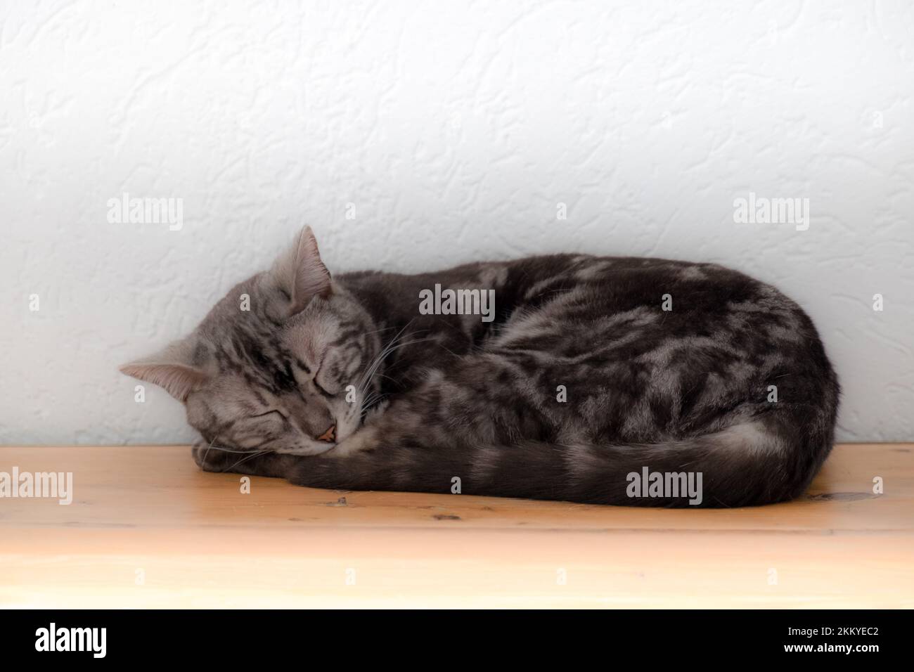 Mude katze hi-res stock photography and images - Alamy