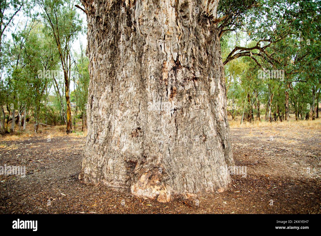 Giant Red Gum Tree - Orroroo - Australia Stock Photo - Alamy