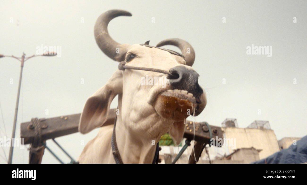 INVISIBLE DEMONS (2021), directed by RAHUL JAIN. Credit: Majade ...