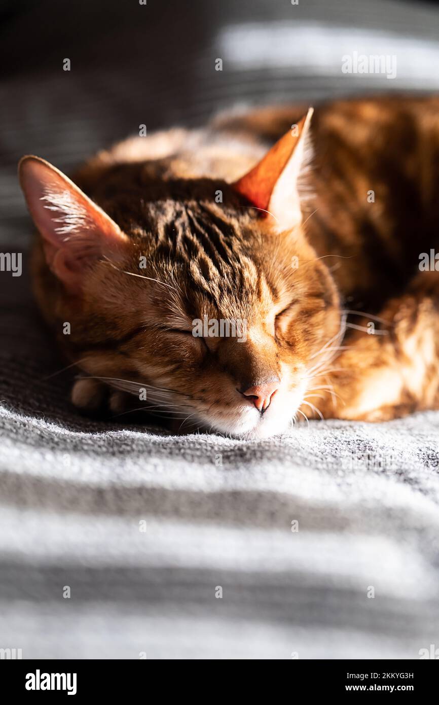 Sleeping cat. Cute cat resting on bed Stock Photo - Alamy