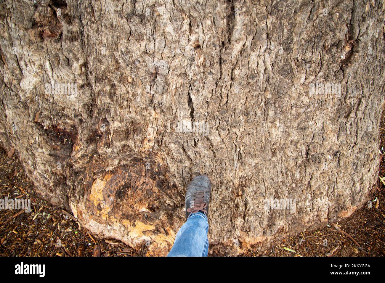 Giant Red Gum Tree - Orroroo - Australia Stock Photo - Alamy