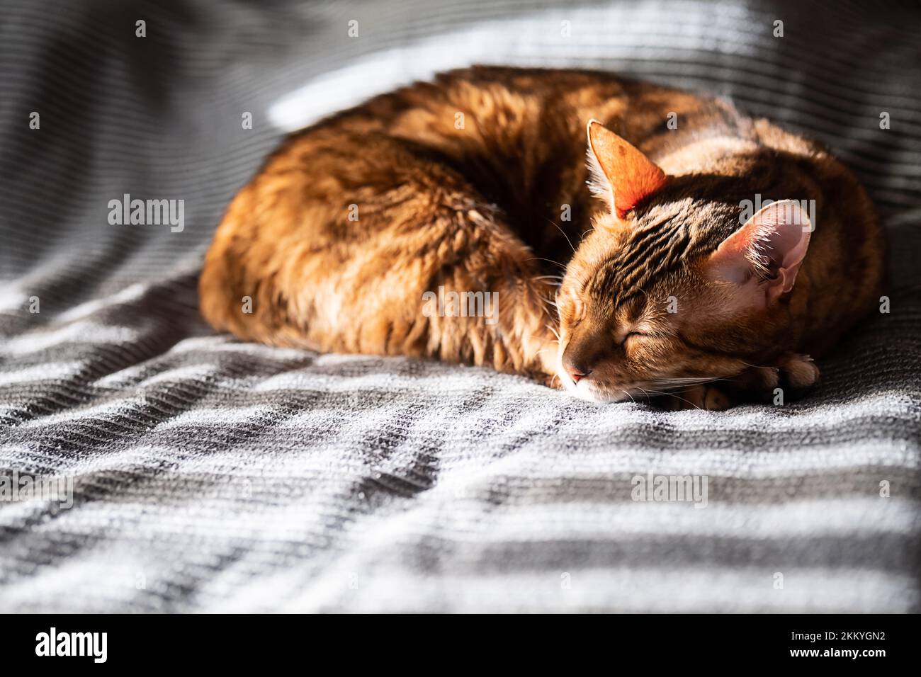 Sleeping cat. Cute cat resting on bed Stock Photo - Alamy