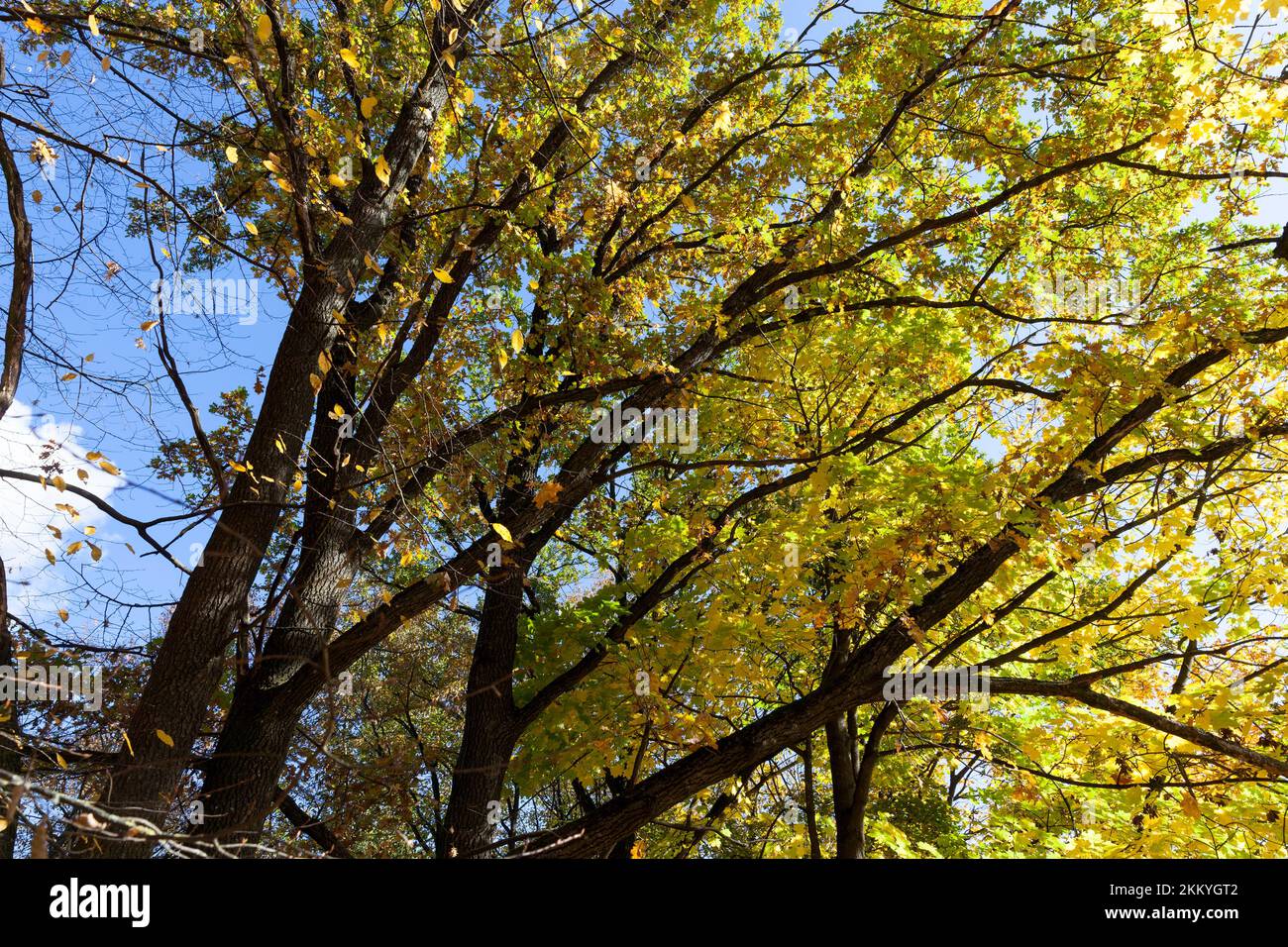 trees in a mixed forest during leaf fall, autumn forest with different ...