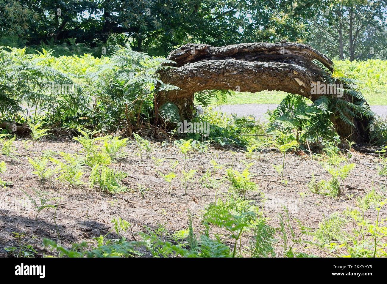 An old tree bent over in the Kent countryside Stock Photo - Alamy