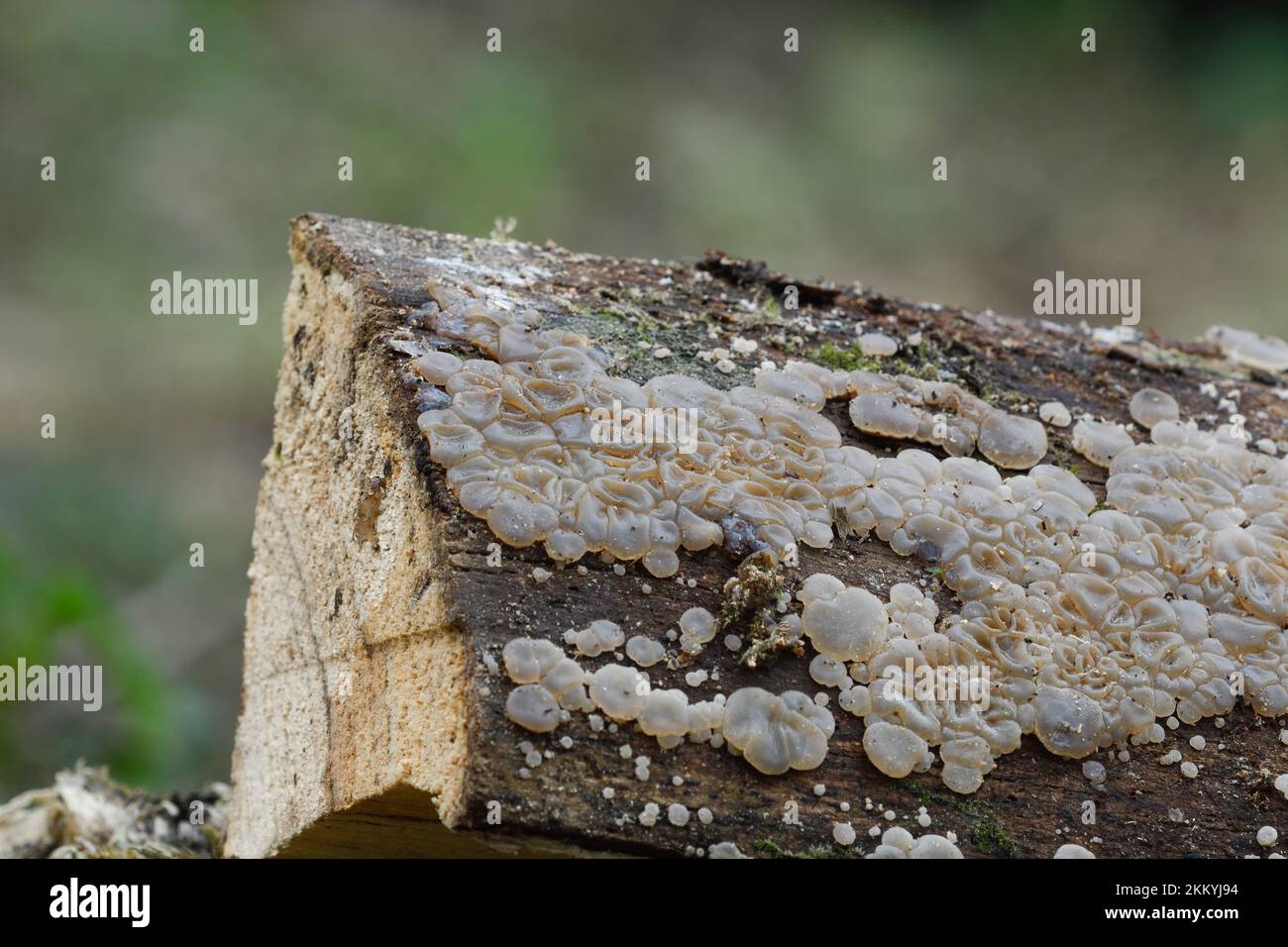 Detail of a fungus decomposing a trunk Stock Photo - Alamy
