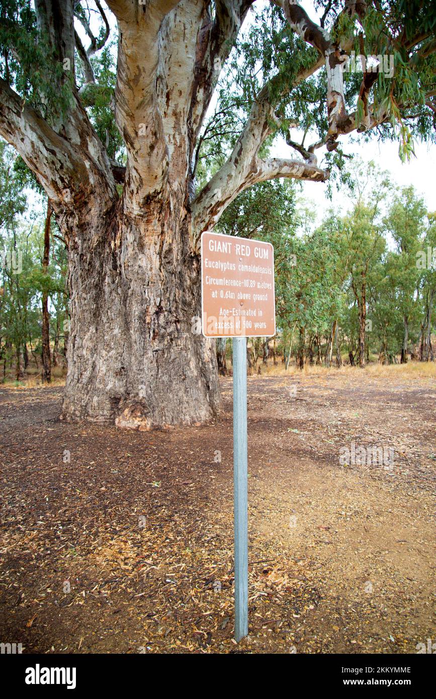 Giant Red Gum Tree - Orroroo - Australia Stock Photo - Alamy