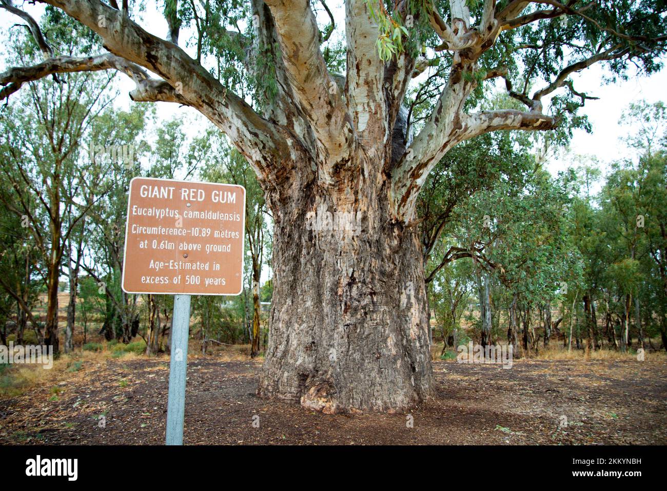 Giant Red Gum Tree - Orroroo - Australia Stock Photo - Alamy