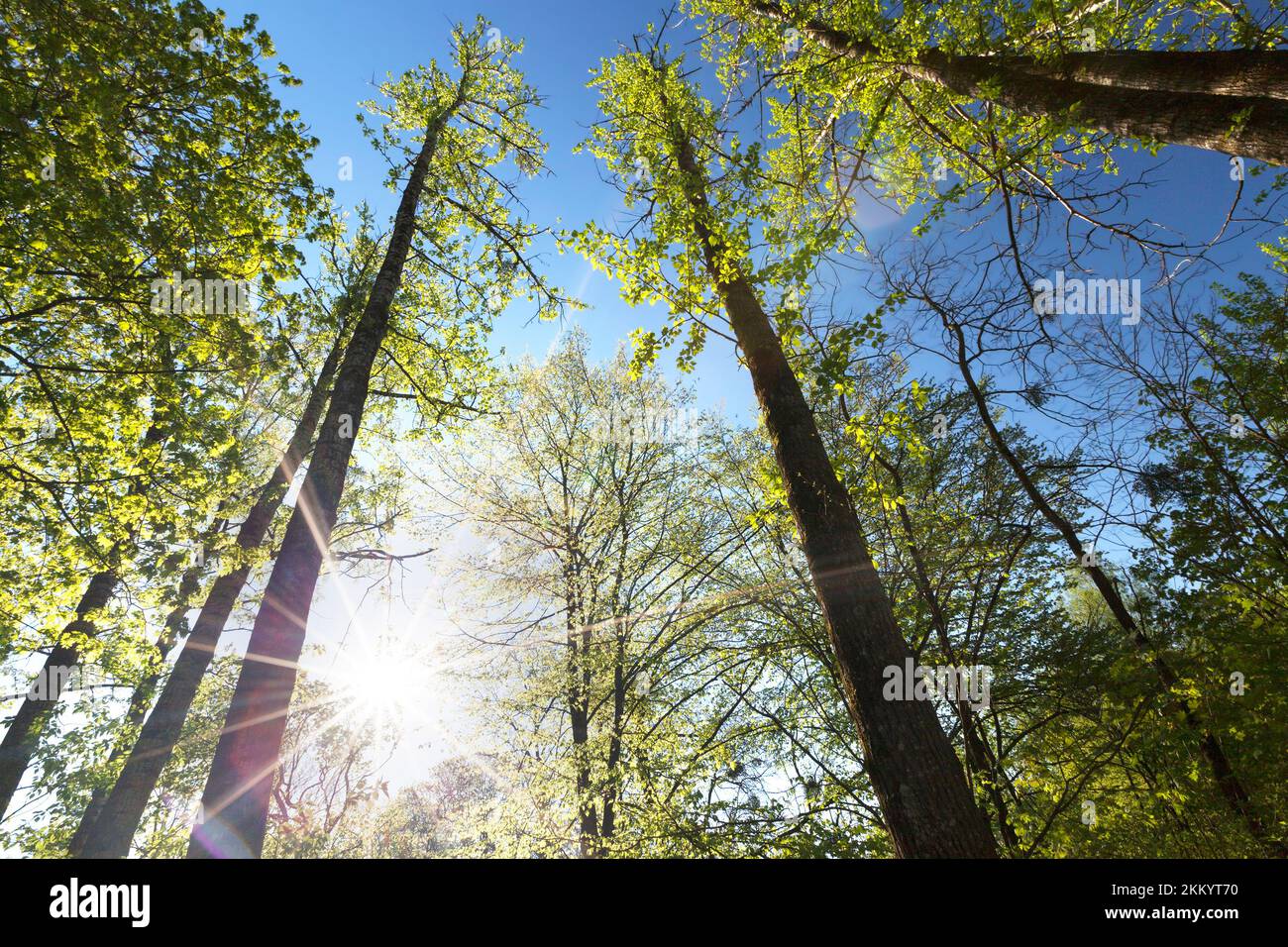 young green foliage on different types of trees in the spring season ...