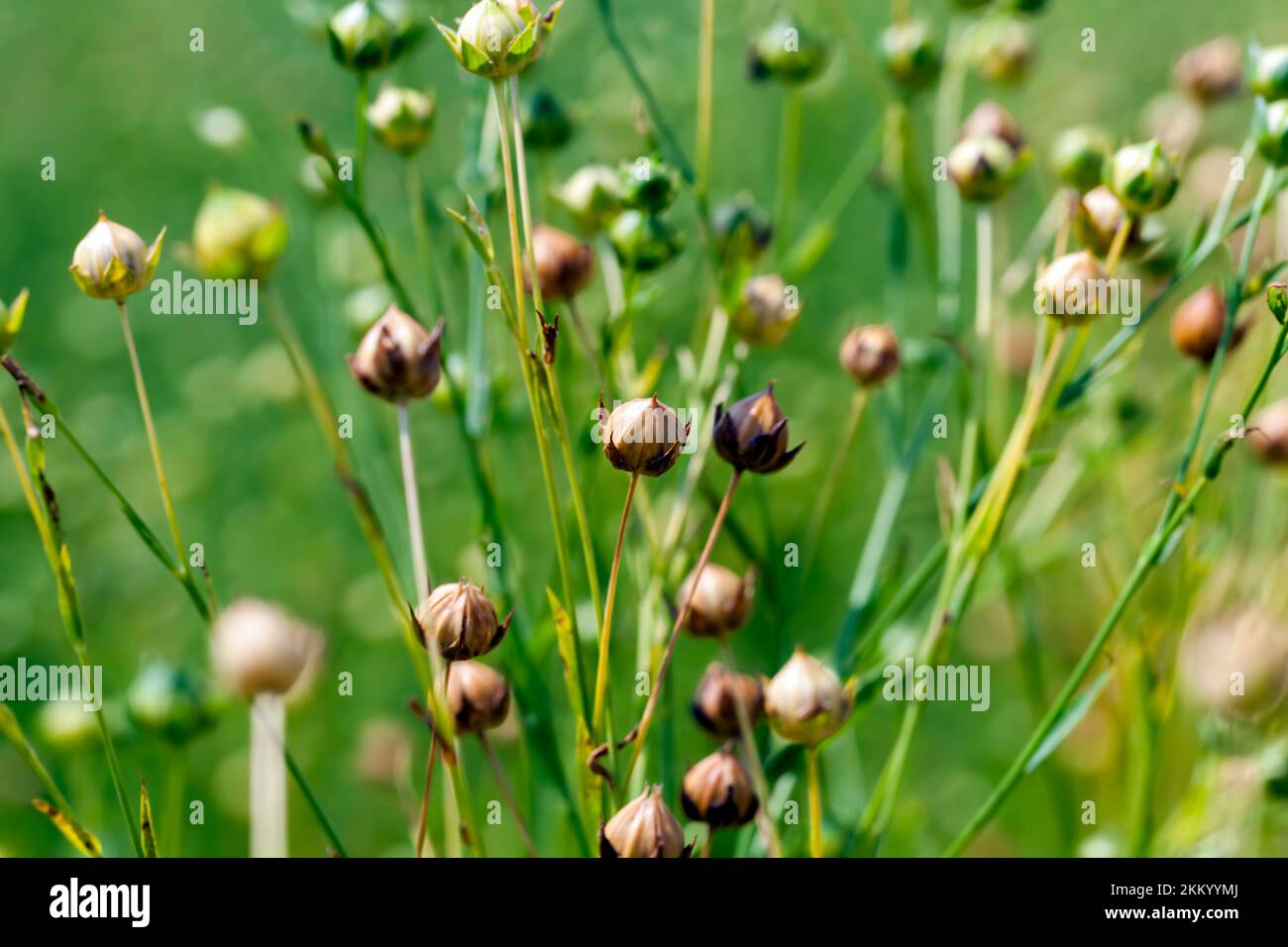 growing a flax crop to harvest seeds and straw for fabric making, an ...