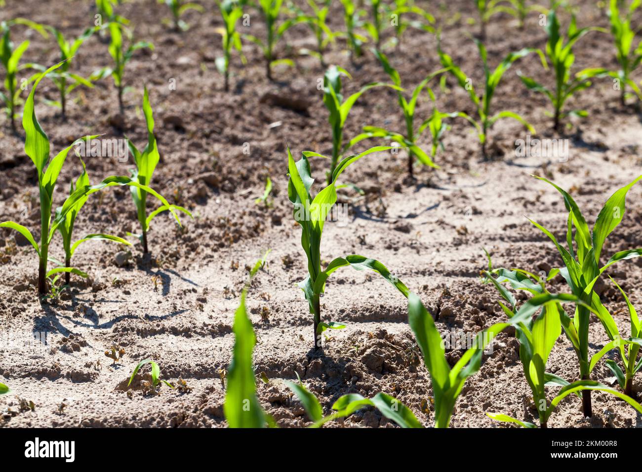 green young corn in an agricultural field, a field where green sprouts ...