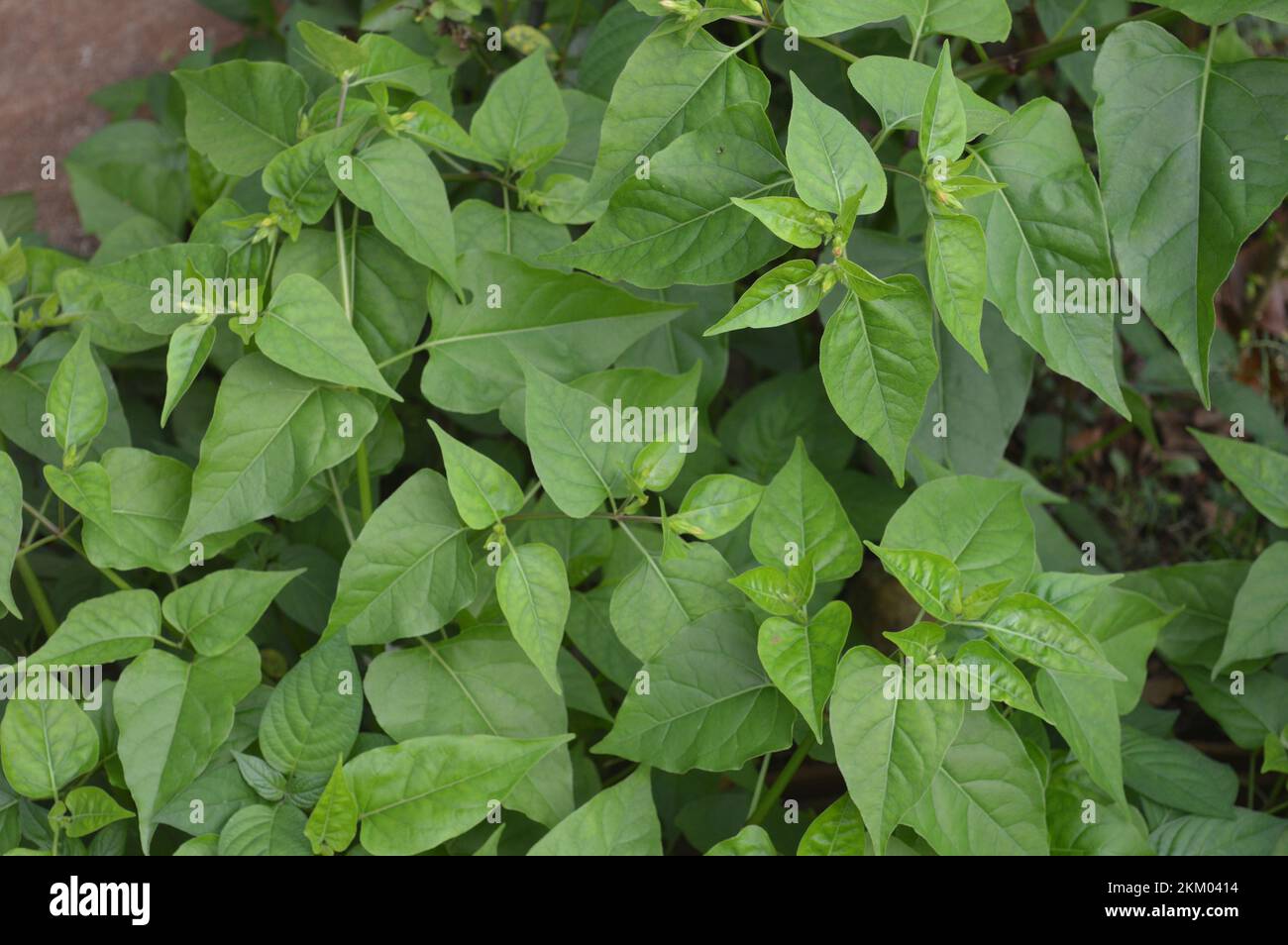Close up green Jussiaea linifolia (Fissendocarpa linifolia, Ludwigia ...