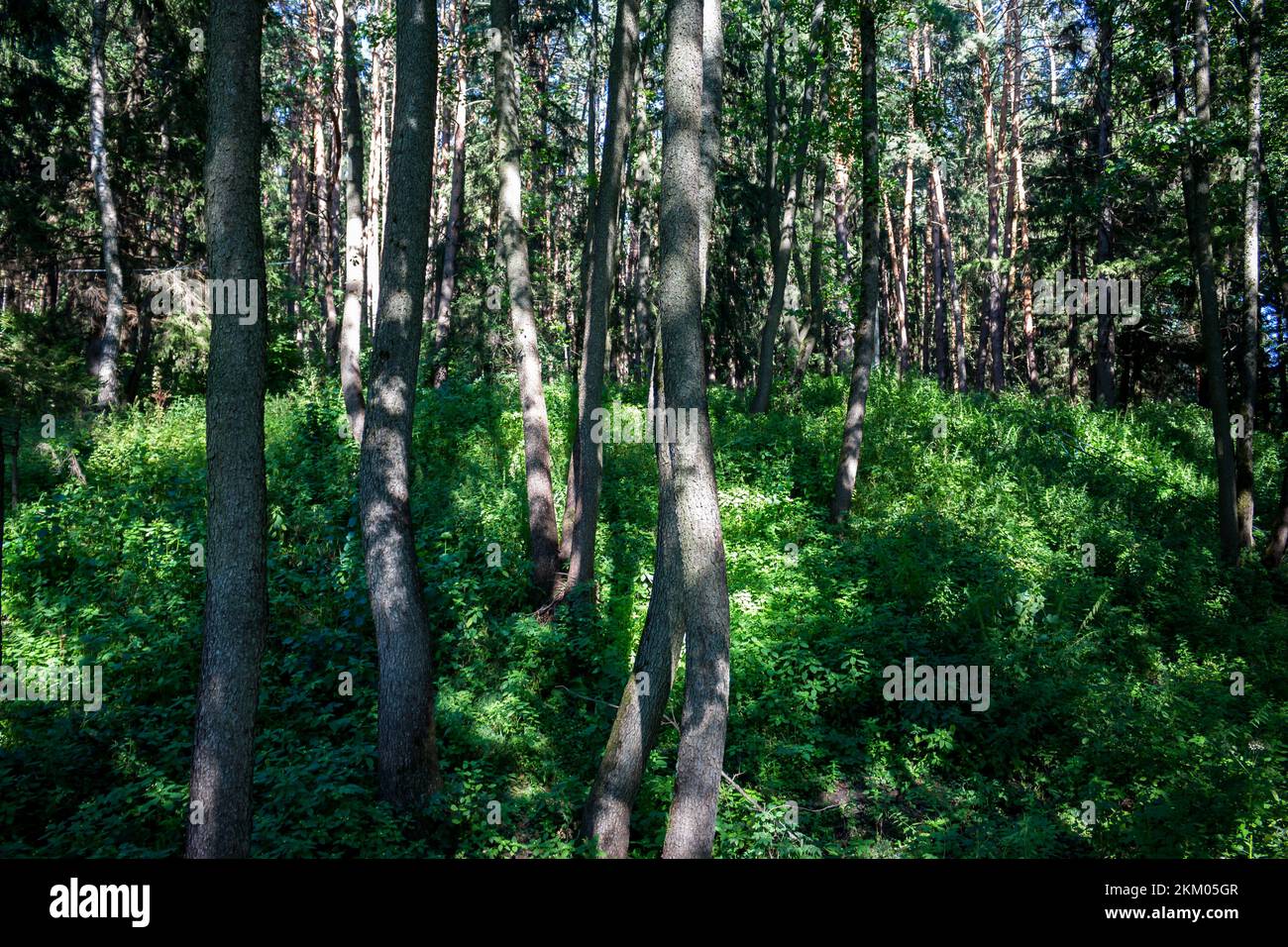Slope in the forest abundantly overgrown with undergrowth and grass ...