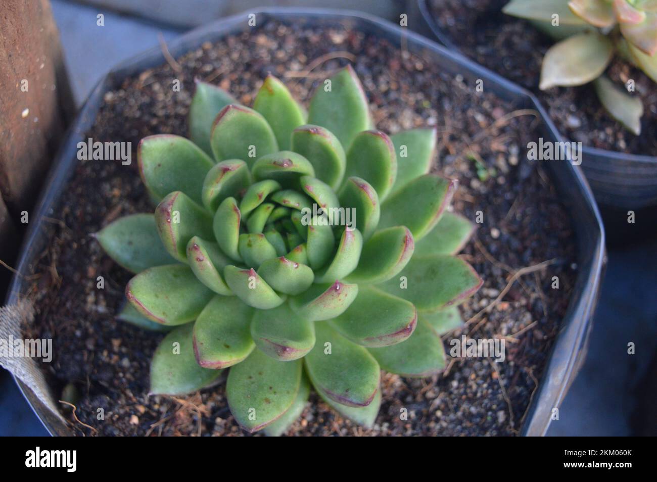 Biddies plant hi-res stock photography and images - Alamy
