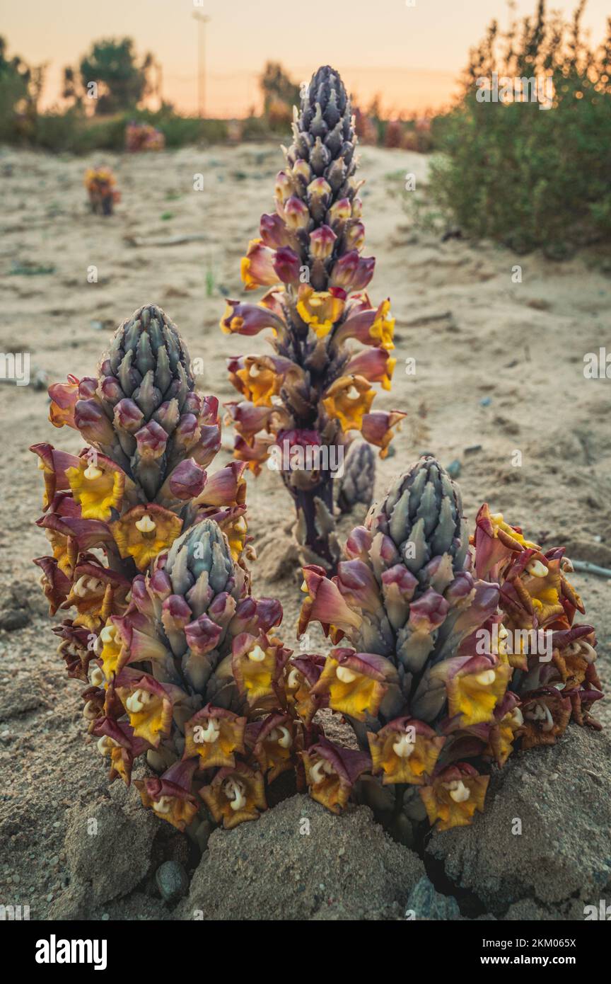 A vertical shot of beautiful Cistanche plant in a desert Stock Photo ...